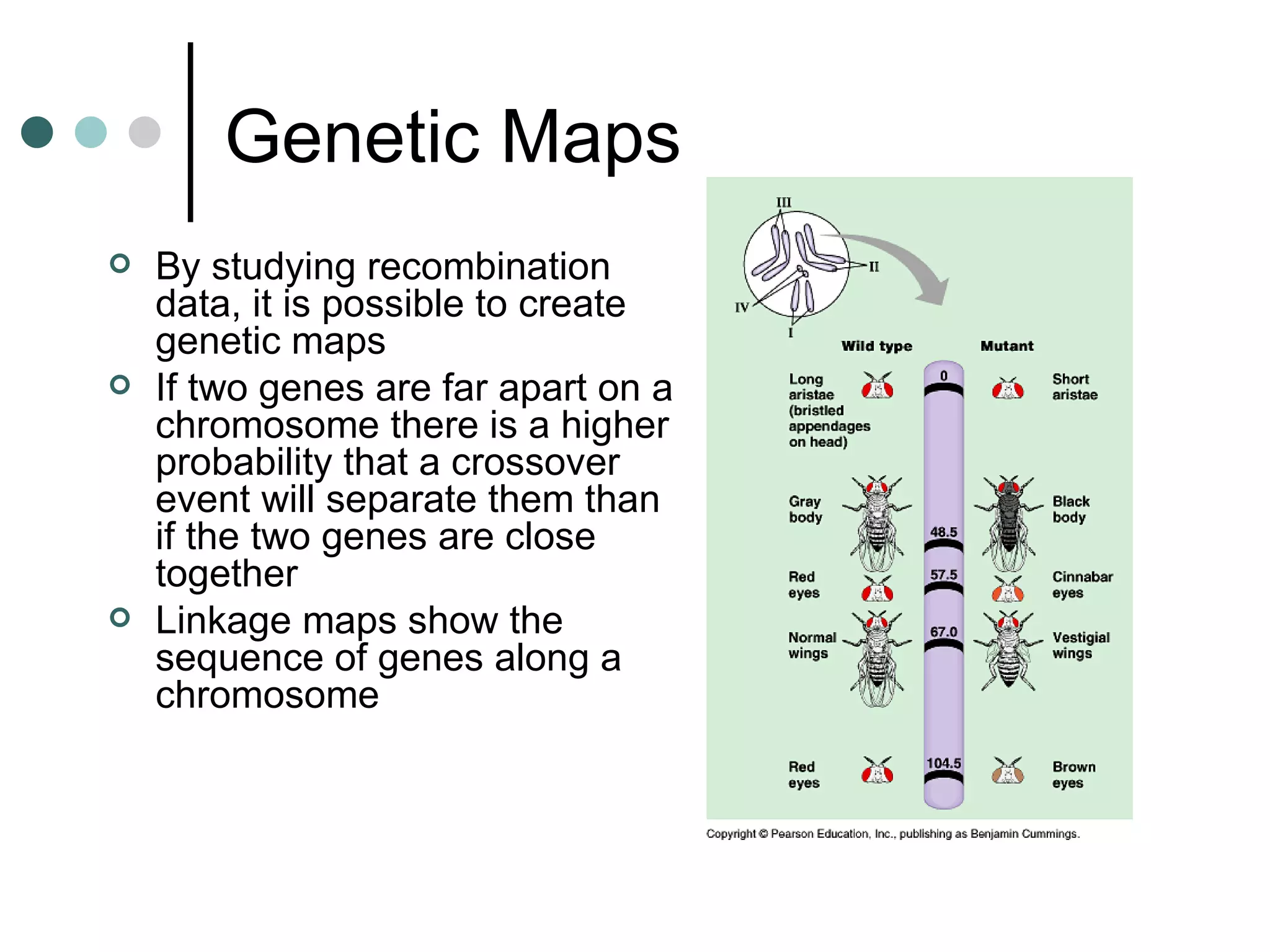 The Chromosomal Basis Of Inheritance Ppt Genetics Science