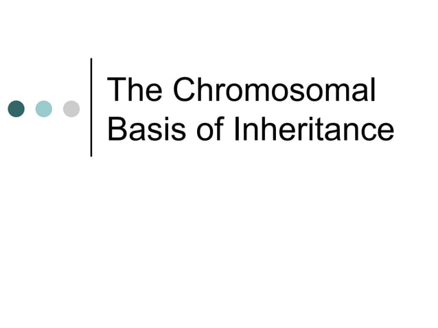 The Chromosomal Basis Of Inheritance | PPT | Genetics | Science