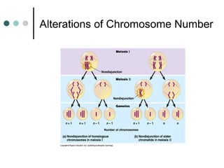 The Chromosomal Basis Of Inheritance | PPT