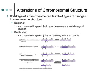 The Chromosomal Basis Of Inheritance | PPT