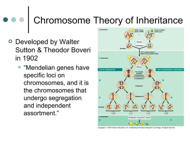 The Chromosomal Basis Of Inheritance | PPT | Genetics | Science