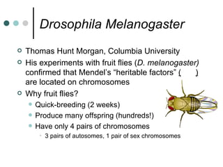 The Chromosomal Basis Of Inheritance | PPT