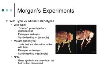 The Chromosomal Basis Of Inheritance | PPT
