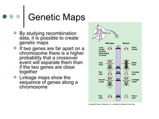 The Chromosomal Basis Of Inheritance | PPT