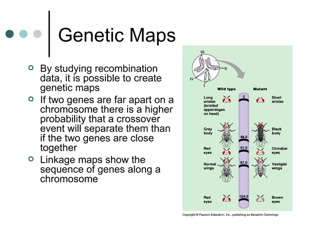 The Chromosomal Basis Of Inheritance | PPT | Genetics | Science