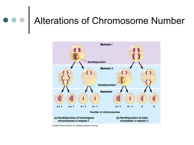 The Chromosomal Basis Of Inheritance