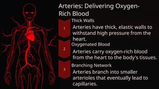 The-Circulatory-System-A-Vital-Network.pptx