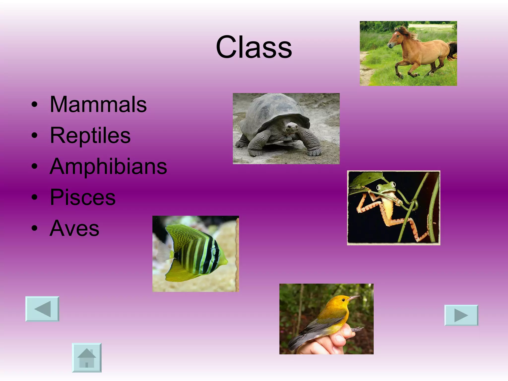 The Classification Of Living Organisms Ed205 | PPT