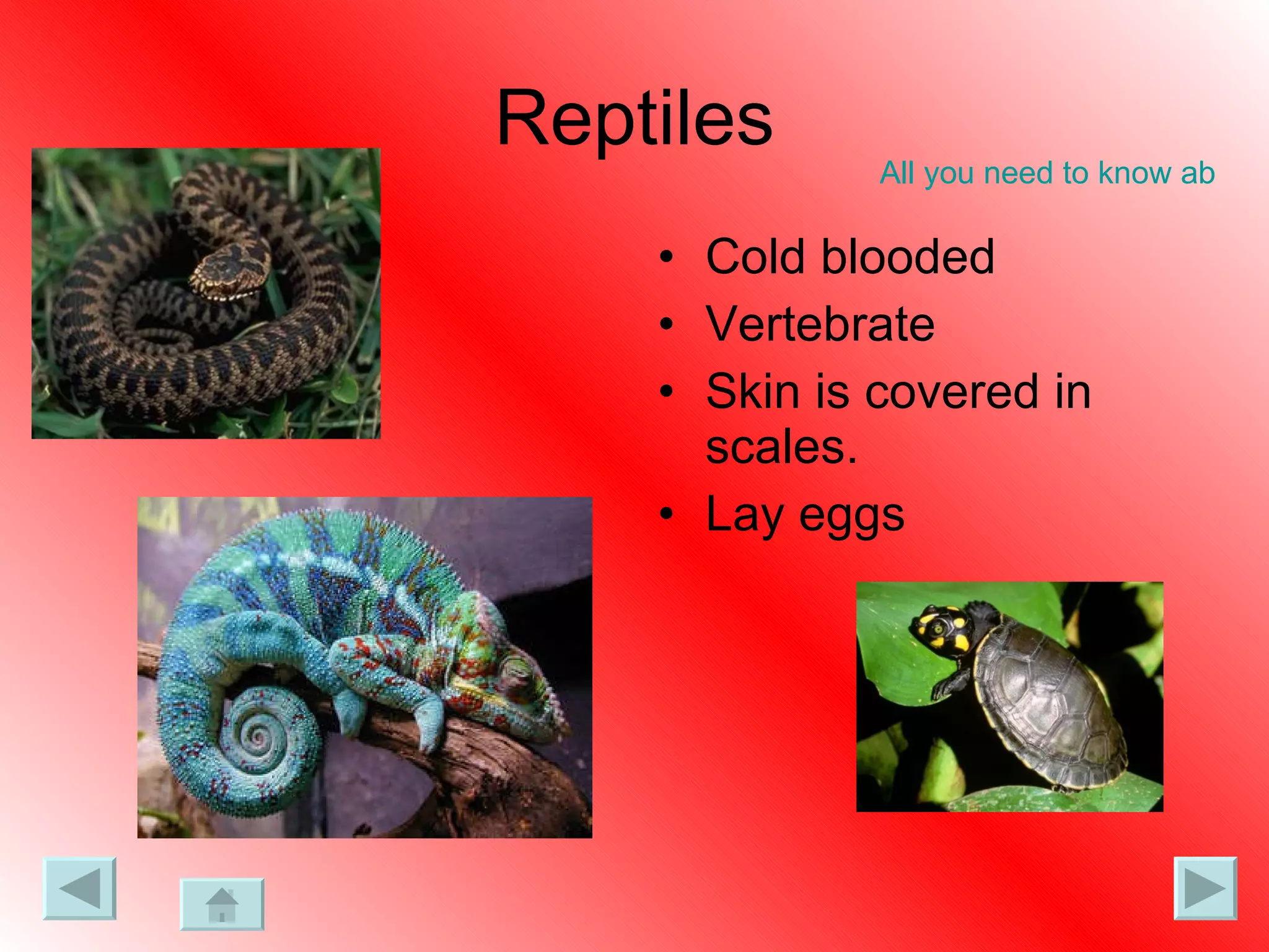 The Classification Of Living Organisms Ed205 | PPT