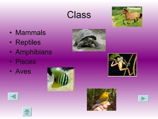 The Classification Of Living Organisms Ed205 | PPT