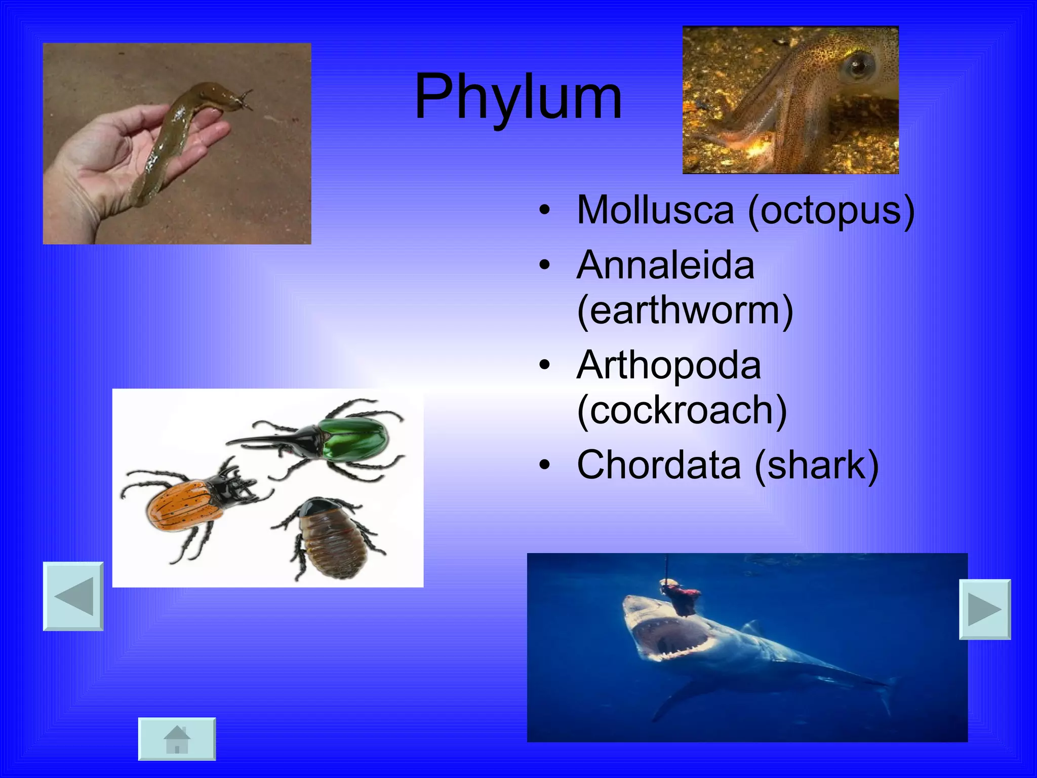The Classification Of Living Organisms Ed205 | PPT