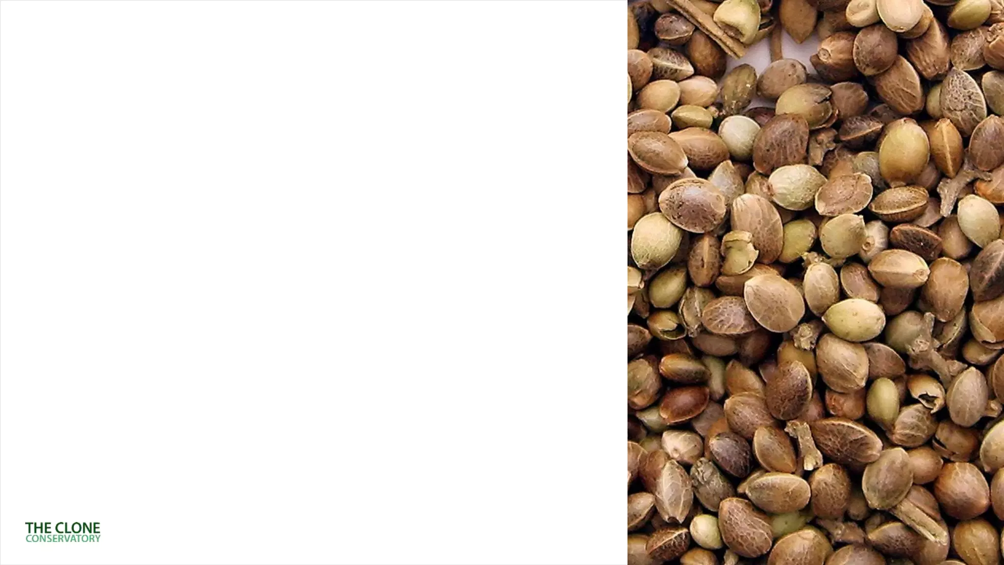 The Clone Conservatory: Your Source for Premium Medical Cannabis Seeds ...