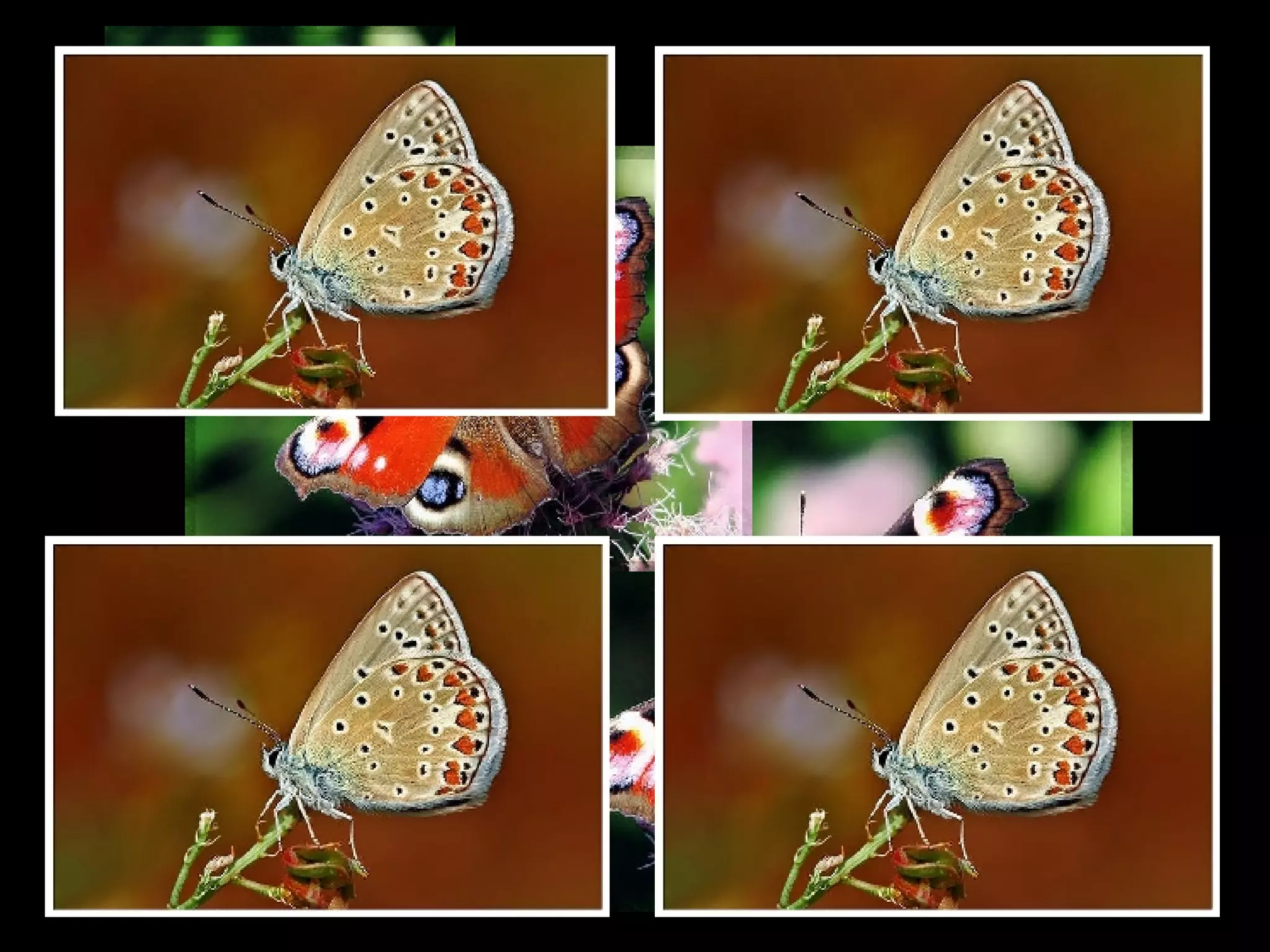 The Colorful World Of Animals | PPS