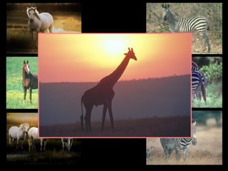 The Colorful World Of Animals | PPS