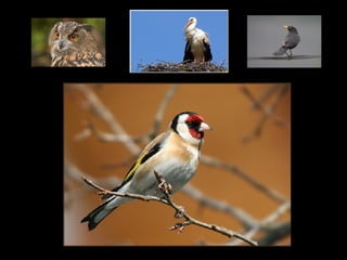 The Colorful World Of Animals | PPS