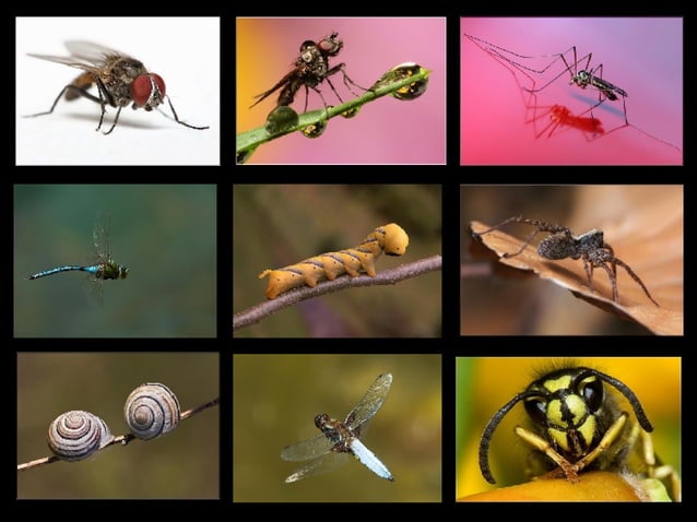 The Colorful World Of Animals | PPS