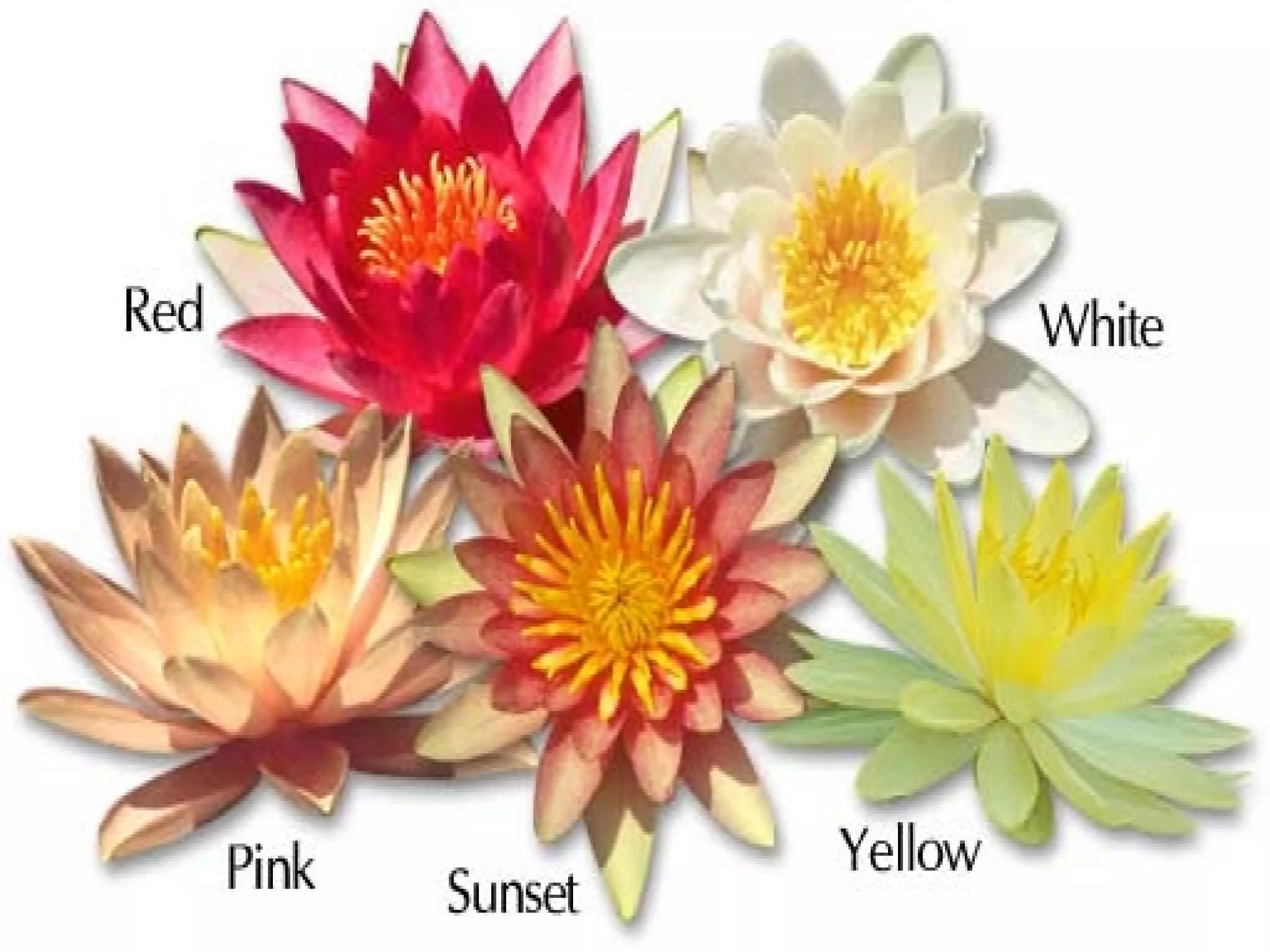 The Colours Of The Water Lilies | PPS