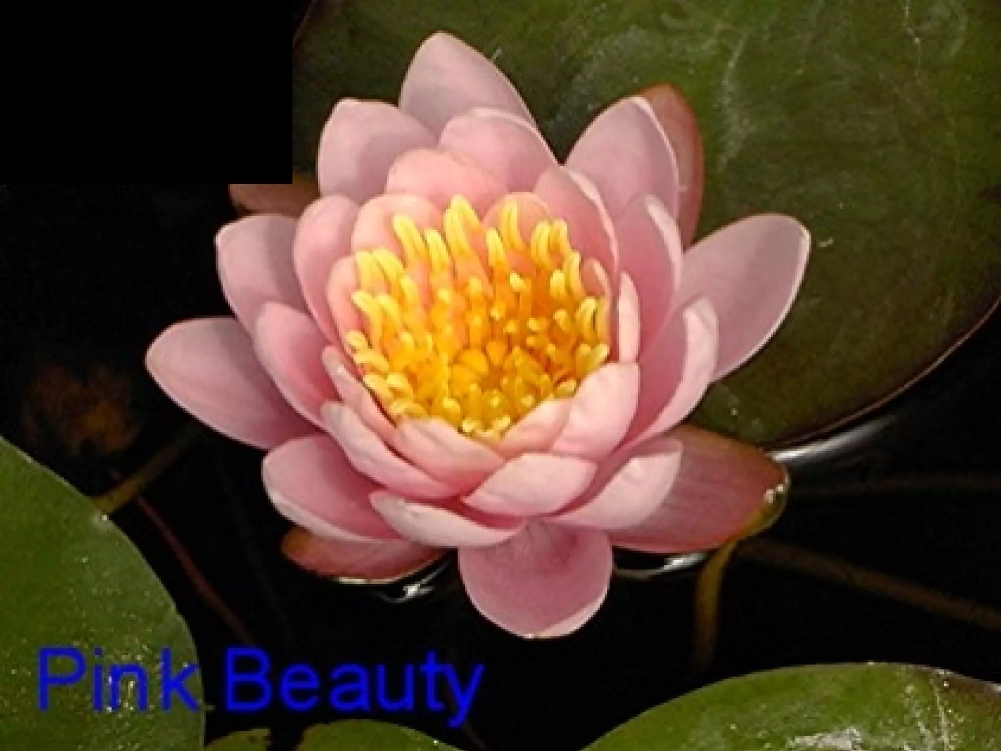 The Colours Of The Water Lilies | PPS