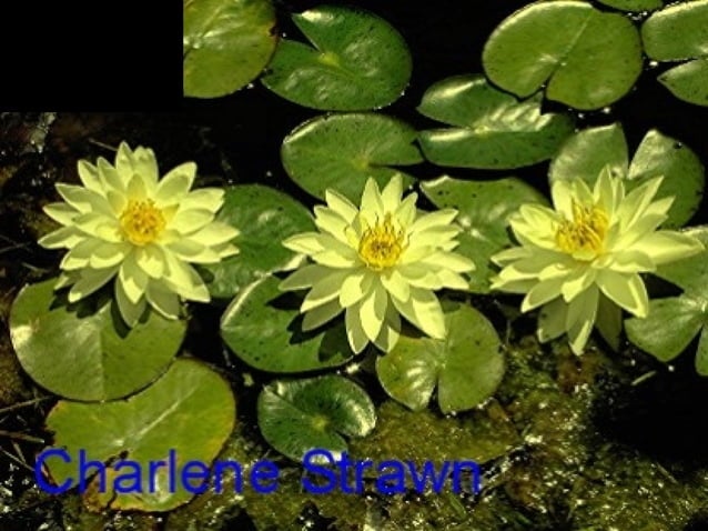 The Colours Of The Water Lilies | PPS