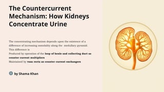 The-Countercurrent-Mechanism-How-Kidneys-Concentrate-Urine.pptx