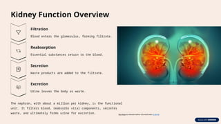 The-Countercurrent-Mechanism-How-Kidneys-Concentrate-Urine.pptx