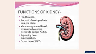 The-Countercurrent-Mechanism-How-Kidneys-Concentrate-Urine.pptx