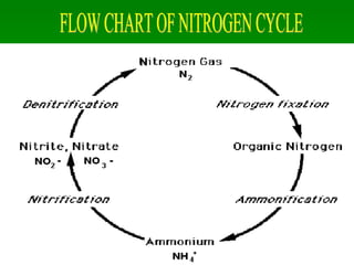 Nitrogen Cycle Flow Chart