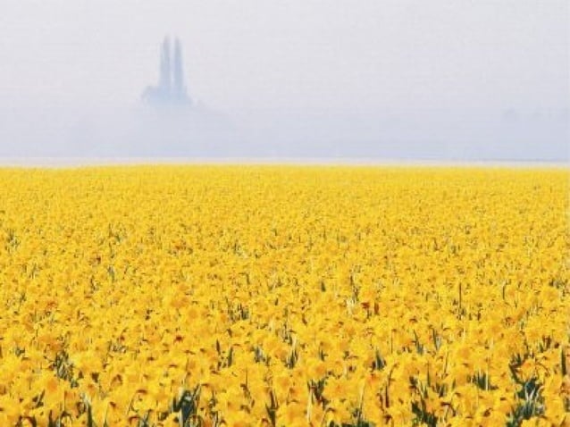 The Daffodil Principle | PPS