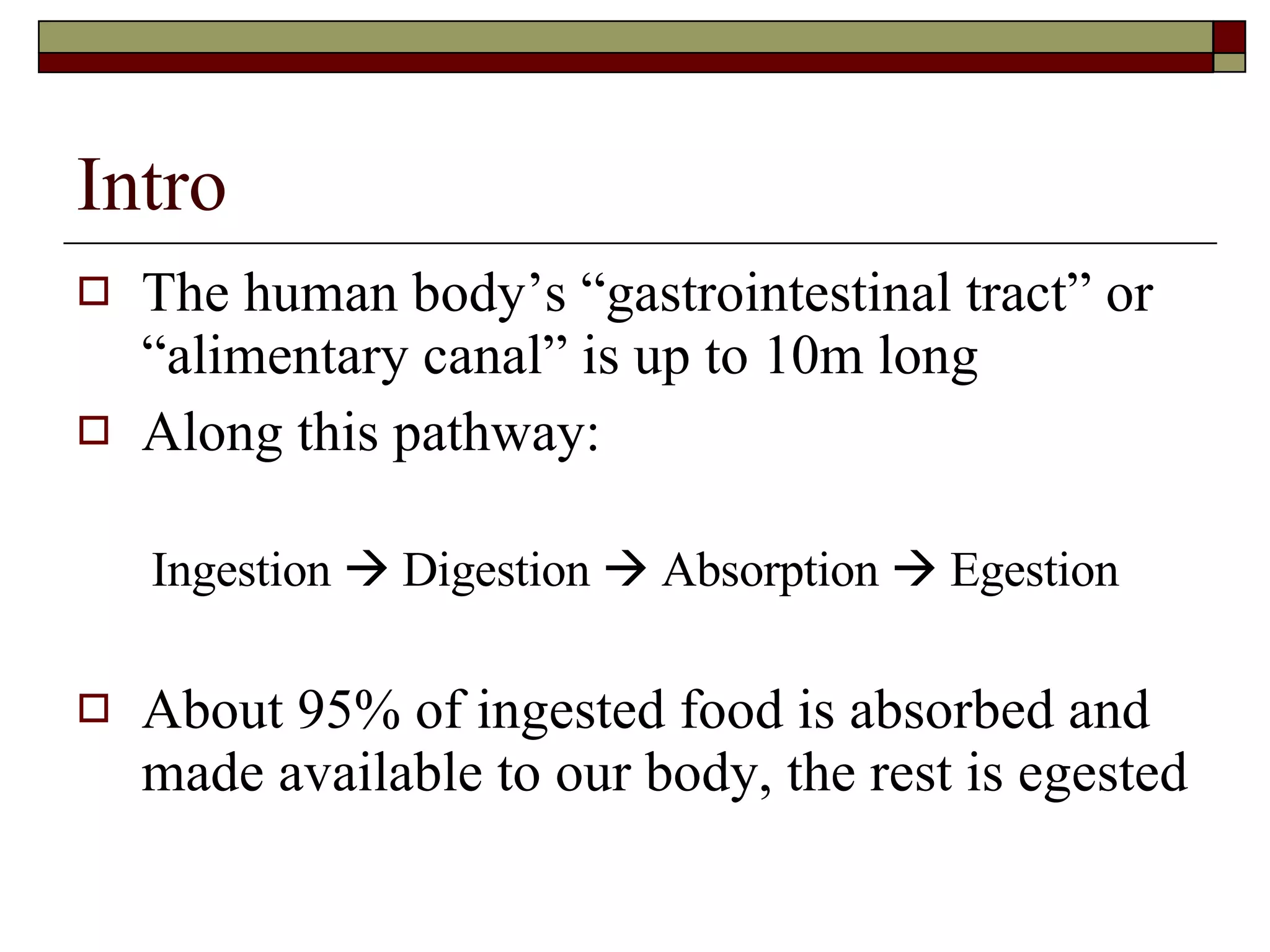 The Digestive System | PPT