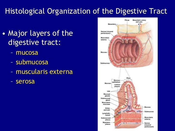 The Digestive System