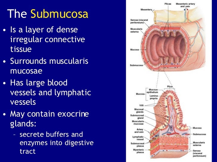 The Digestive System