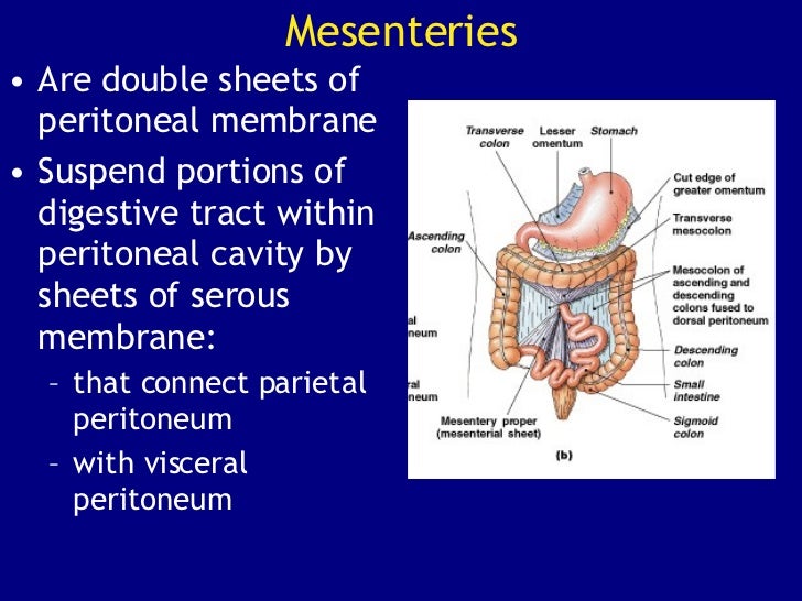 The Digestive System