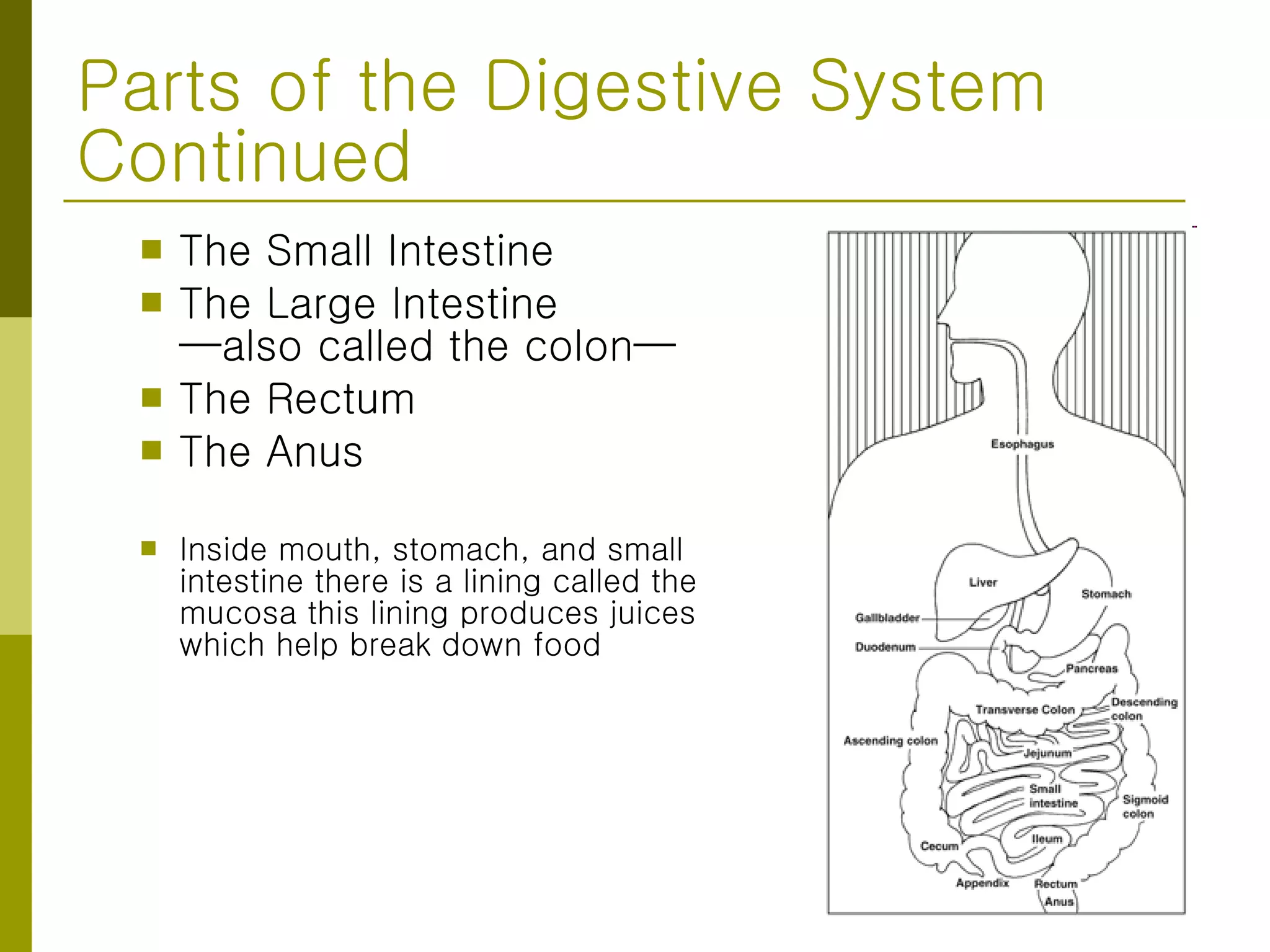 The Digestive System | PPT