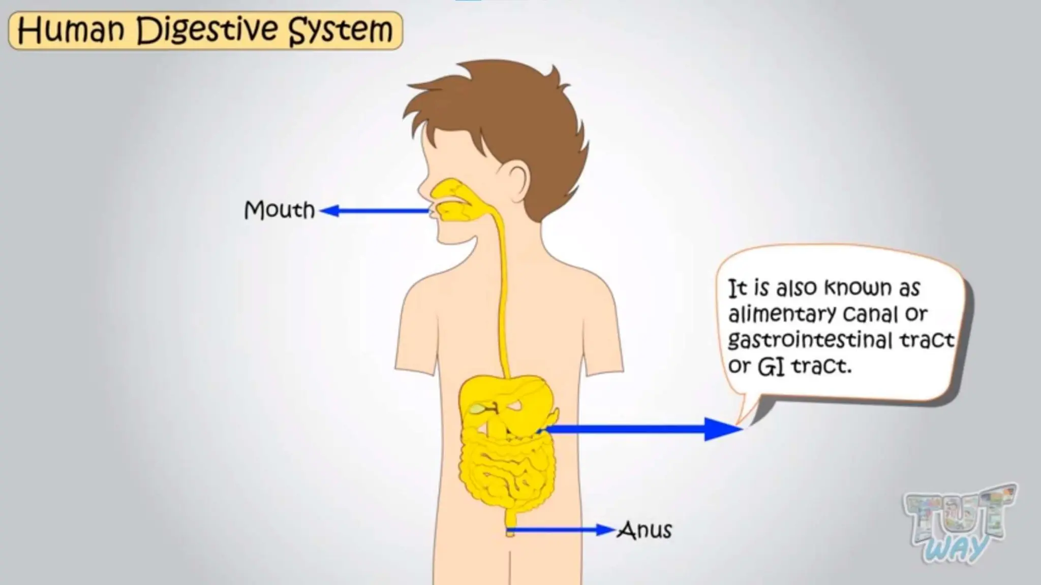 THE-DIGESTIVE-SYSTEM.pptx