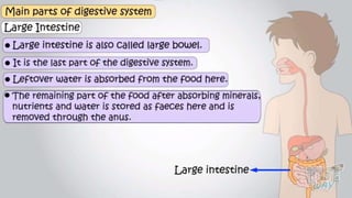 THE-DIGESTIVE-SYSTEM.pptx