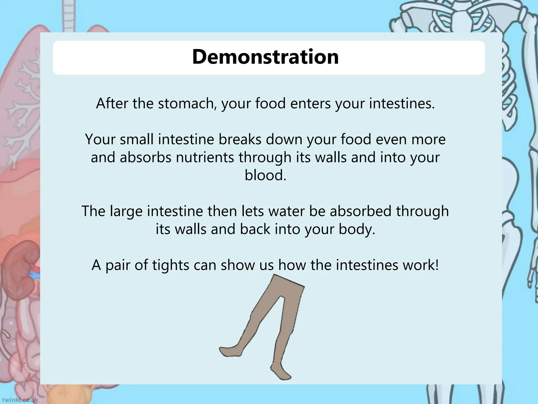 The-Digestive-System-in-Humans-Powerpoint.ppt