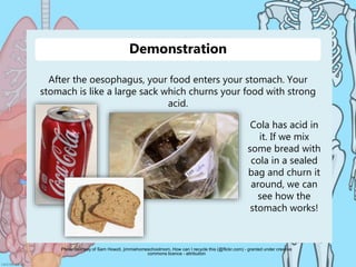 The-Digestive-System-in-Humans-Powerpoint.ppt