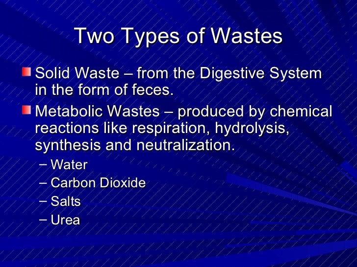 The digestive-systemko