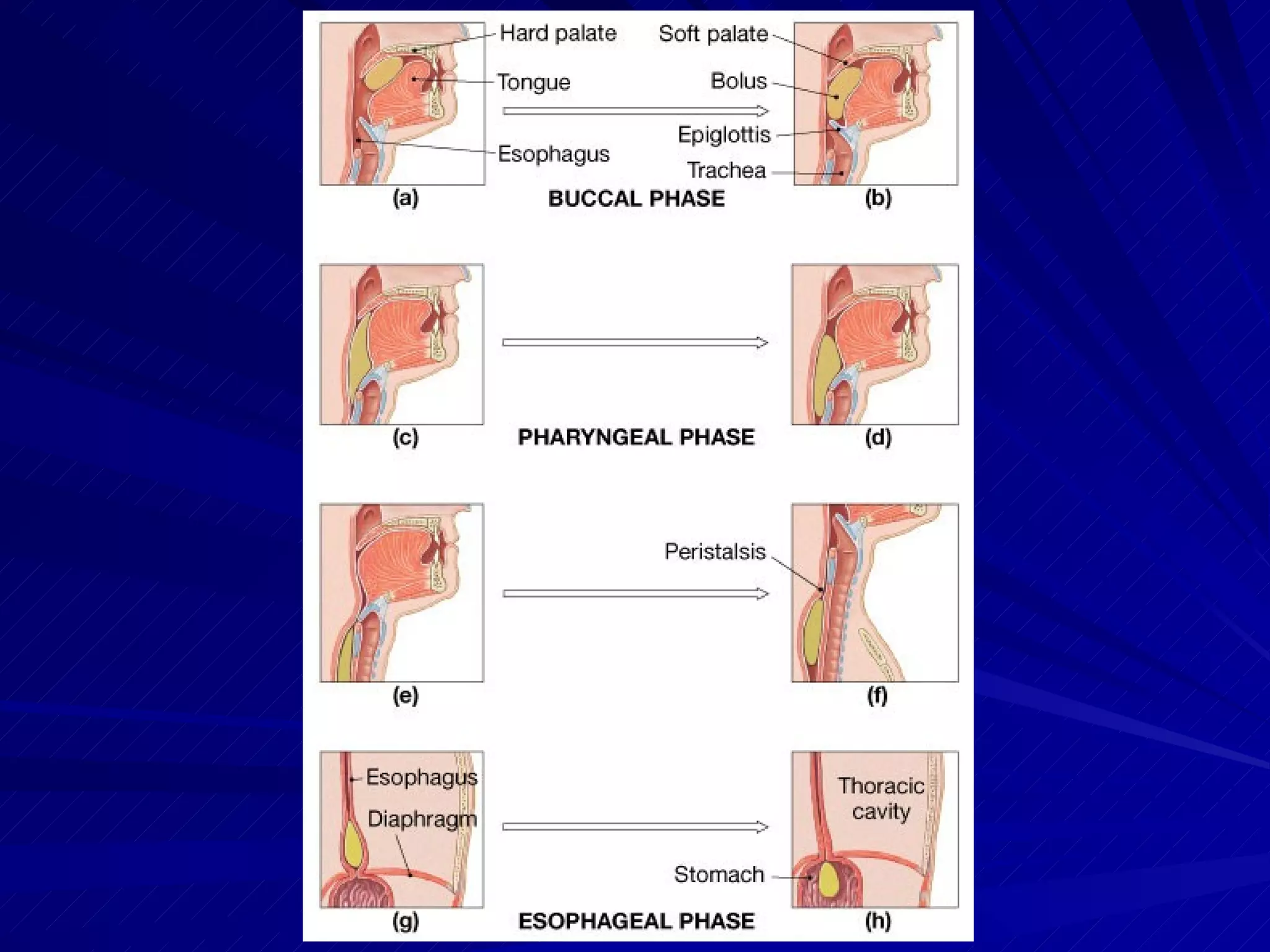 The Digestive System Powerpoint | PPT
