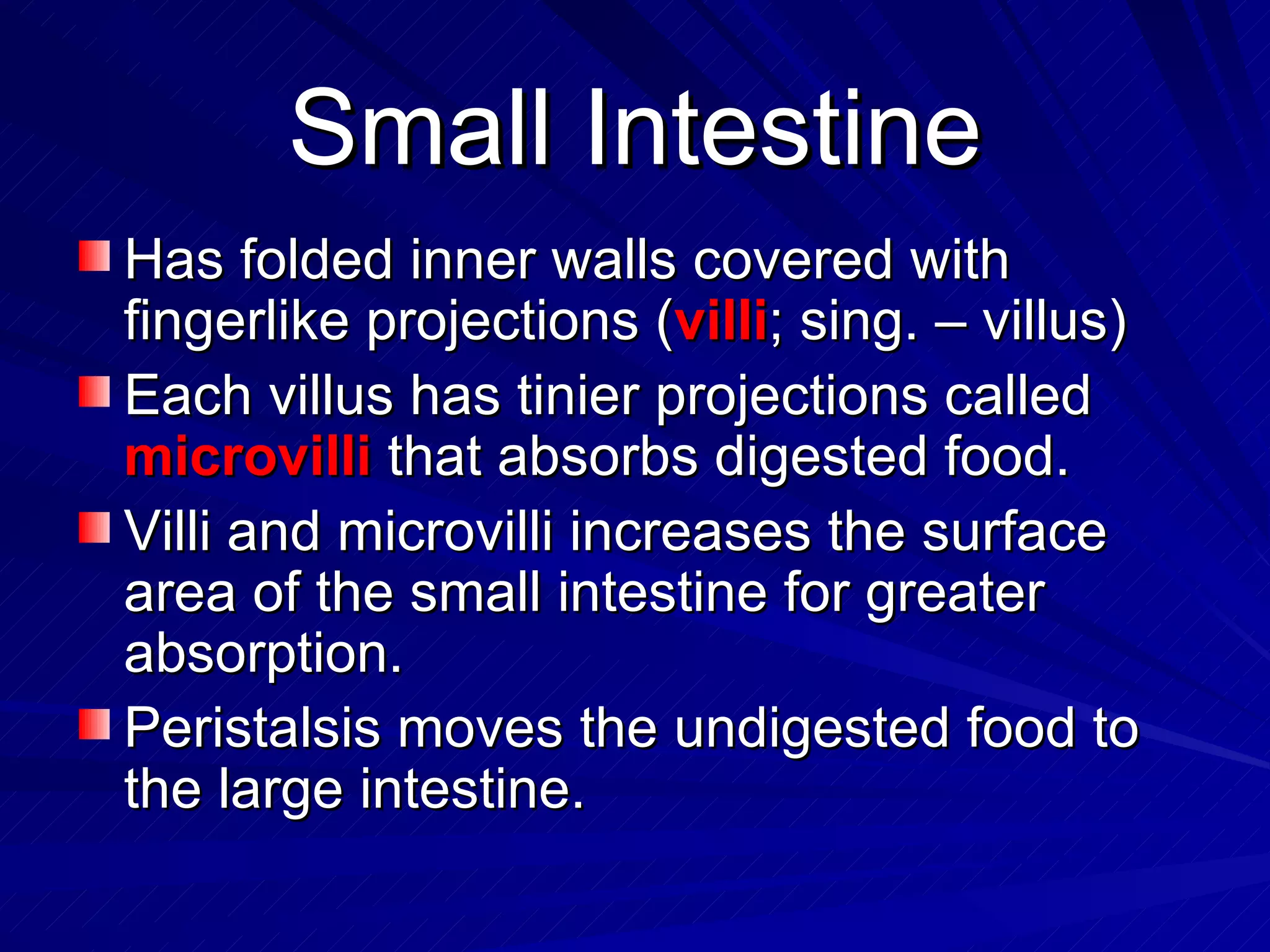 The Digestive System Powerpoint | PPT