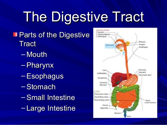 The digestive-system-powerpoint-