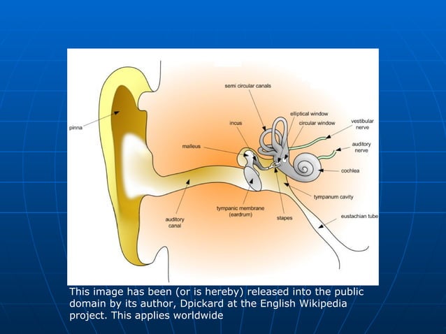 the ear | PPT