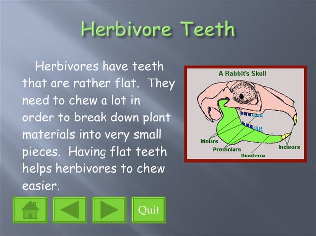 The Eating Habits Of Animals Ppt Project | PPT | Vegetarian Diets ...