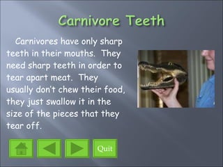 The Eating Habits Of Animals Ppt Project | PPT