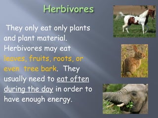 The eating-habits-of-animals-ppt-teeth | PPT