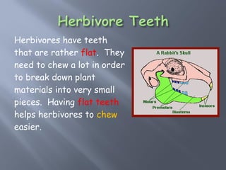 The eating-habits-of-animals-ppt-teeth | PPT