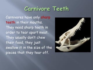 The eating-habits-of-animals-ppt-teeth | PPT