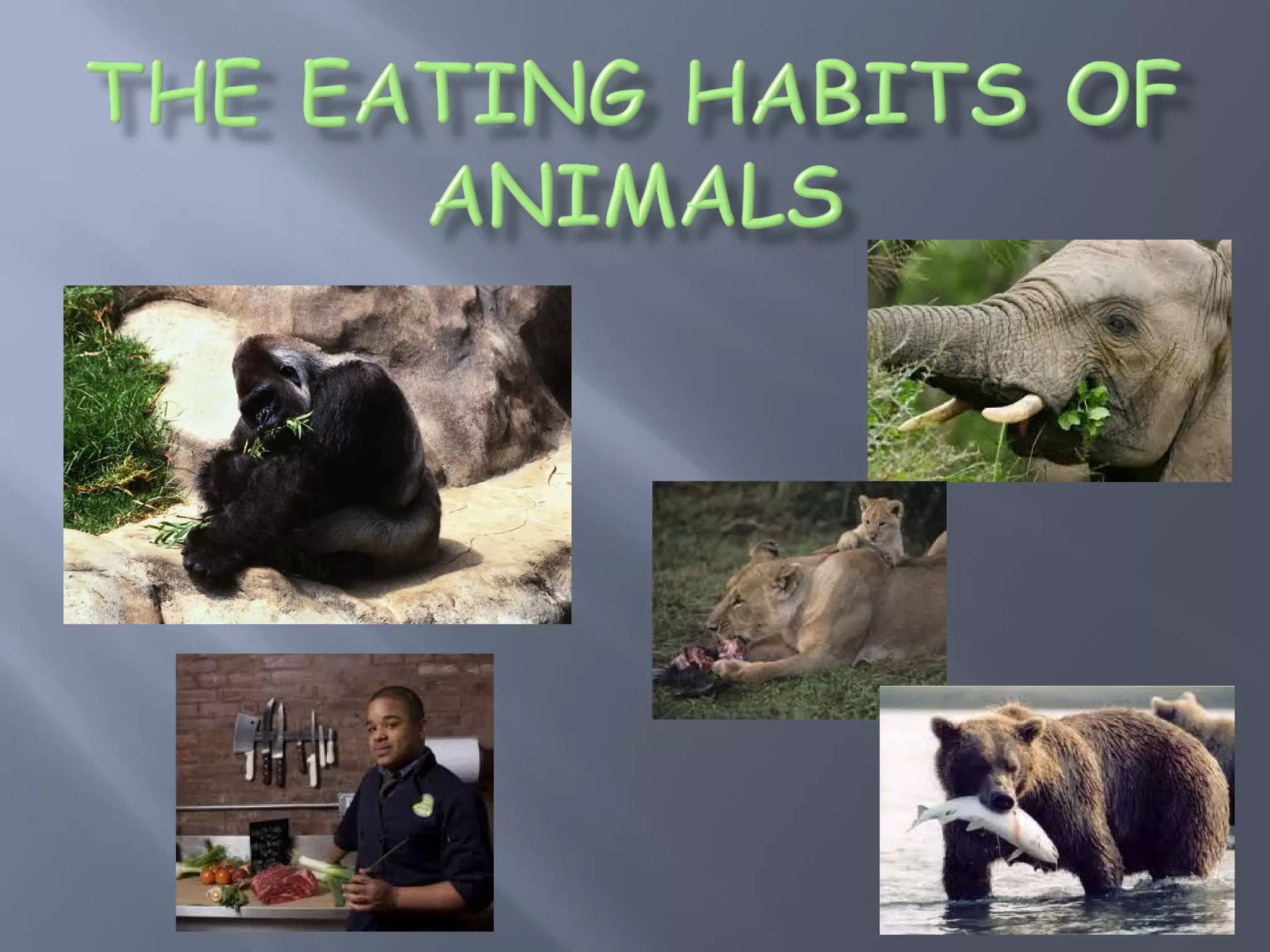 The eating-habits-of-animals-ppt-teeth | PPT