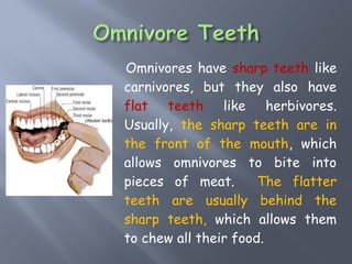 The eating-habits-of-animals-ppt-teeth | PPT