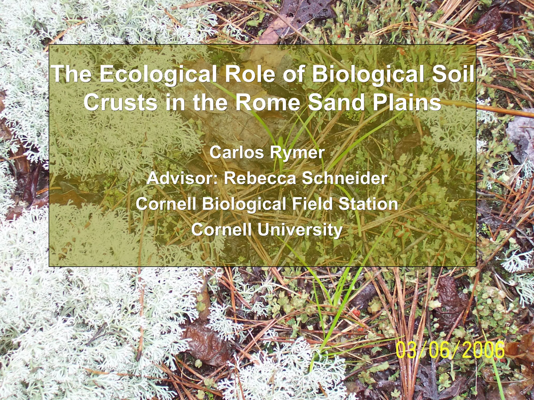 The Ecological Role Of Biological Soil Crusts In The Rome Sand Plains ...